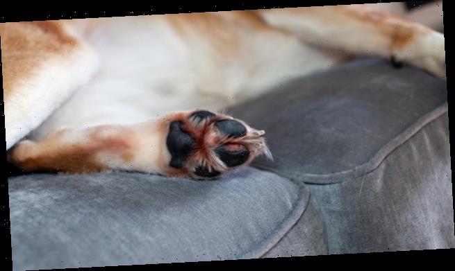 Was Tierhalter bei der Pflege von Wunden und Pfoten beachten sollten ...